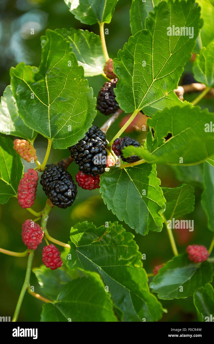 Unripe mulberry hi-res stock photography and images - Alamy