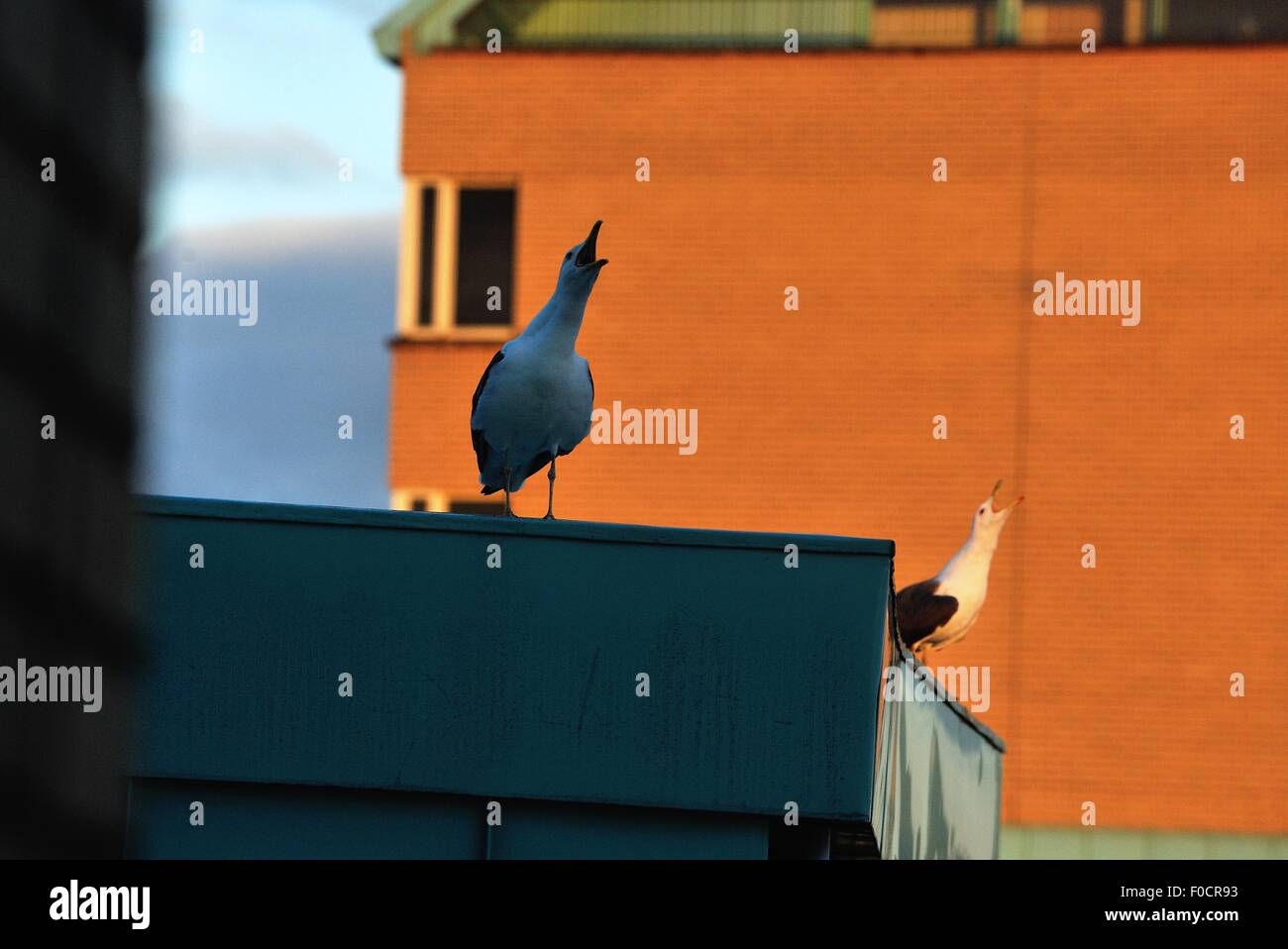 Glasgow, Scotland, UK. 12th Aug, 2015. Seagull numbers in cities is on ...