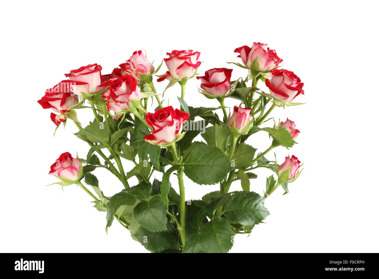 Bouquet of small red roses isolated on white background Stock Photo - Alamy