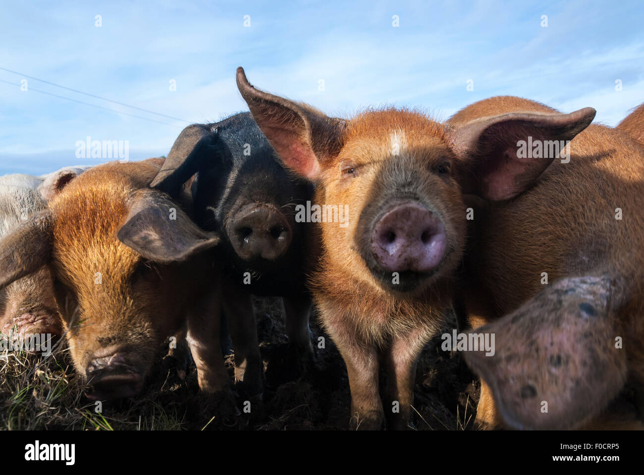 Domestic Pig Sus Domesticus Breed Stock Photos & Domestic Pig Sus ...