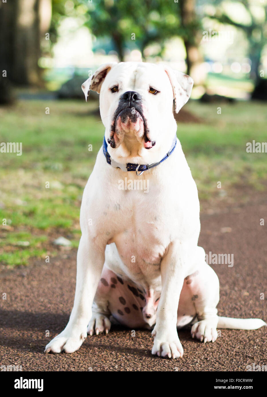 How Big Is A 5 Month Old American Bulldog