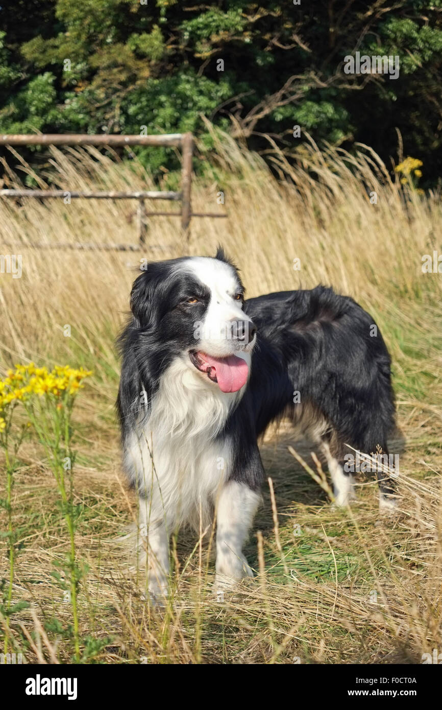Border collie standing hi-res stock photography and images - Alamy