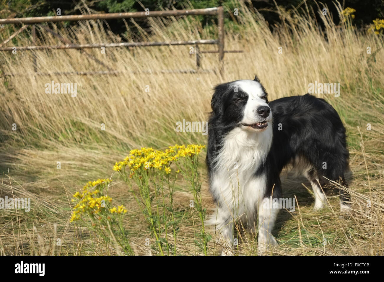 Border collie standing hi-res stock photography and images - Alamy