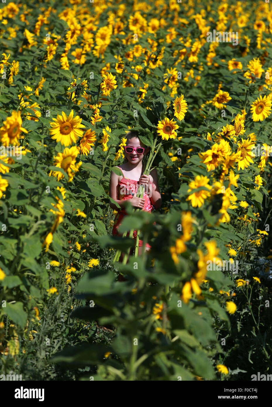 Peterborough, UK. 12th Aug, 2015. Evie Marriott (7) picks her own ...