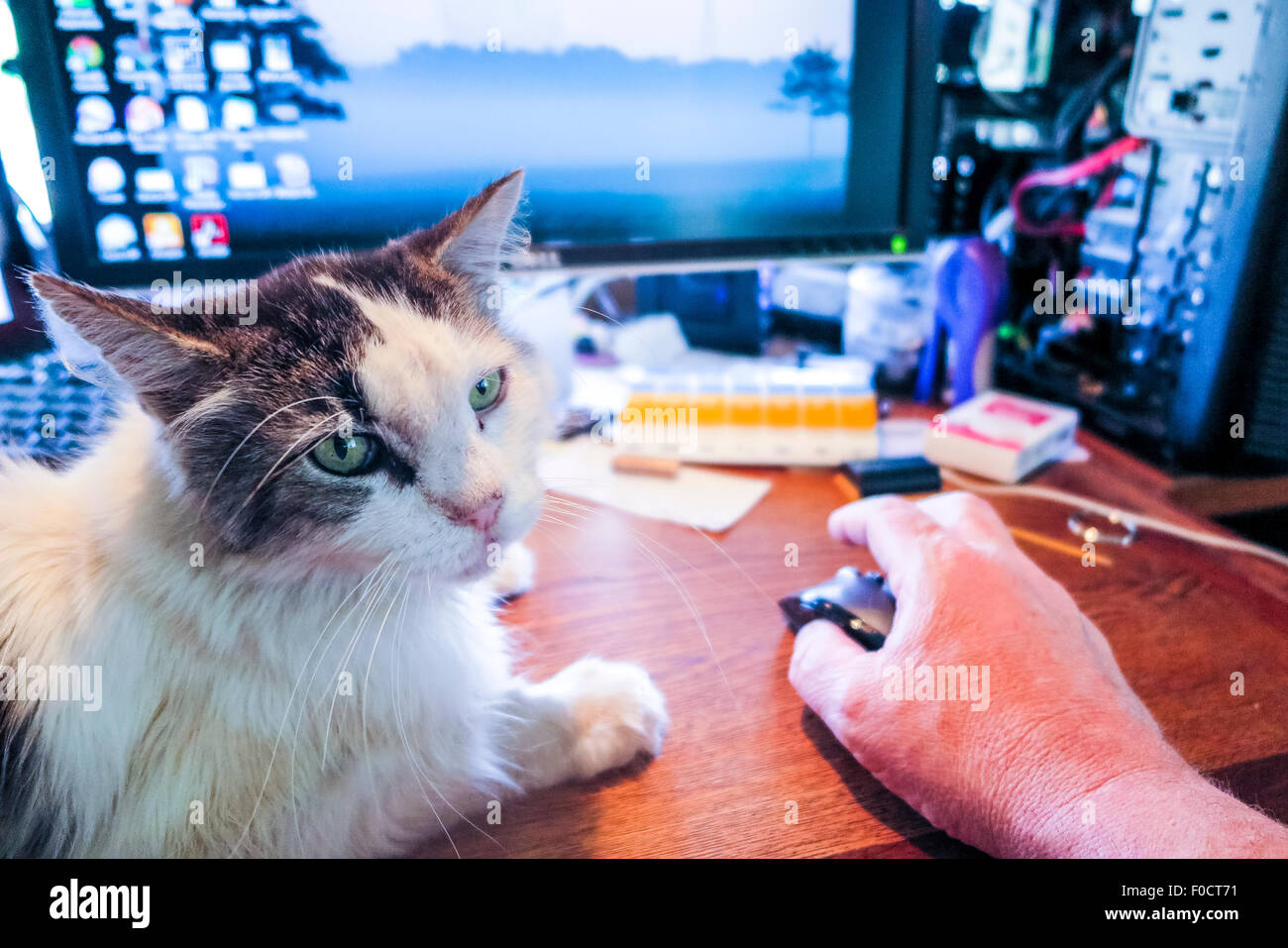 A cat with an expectant impatient look on his face wanting attention ...