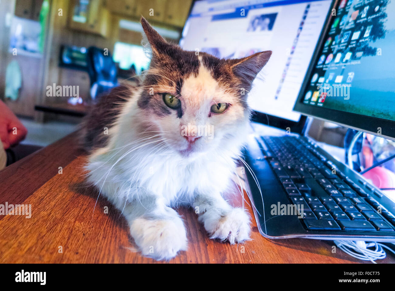 A cat with an expectant impatient look on his face wanting attention ...