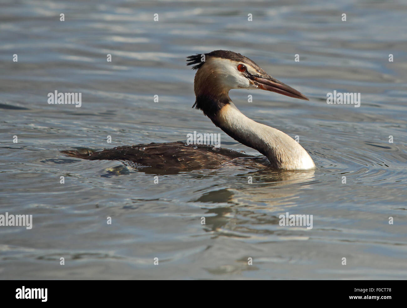 A lovely Great Crested Crebe swimming in calm water Stock Photo - Alamy