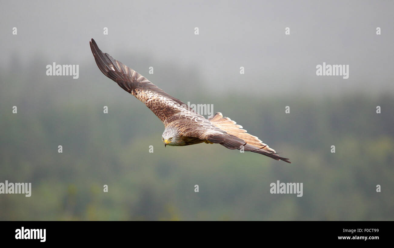 Red Kite in flight Stock Photo - Alamy