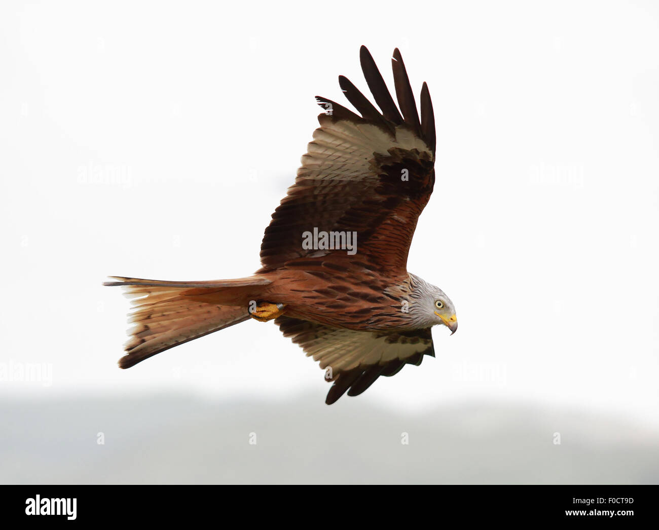 Red Kite in flight against a white sky Stock Photo - Alamy