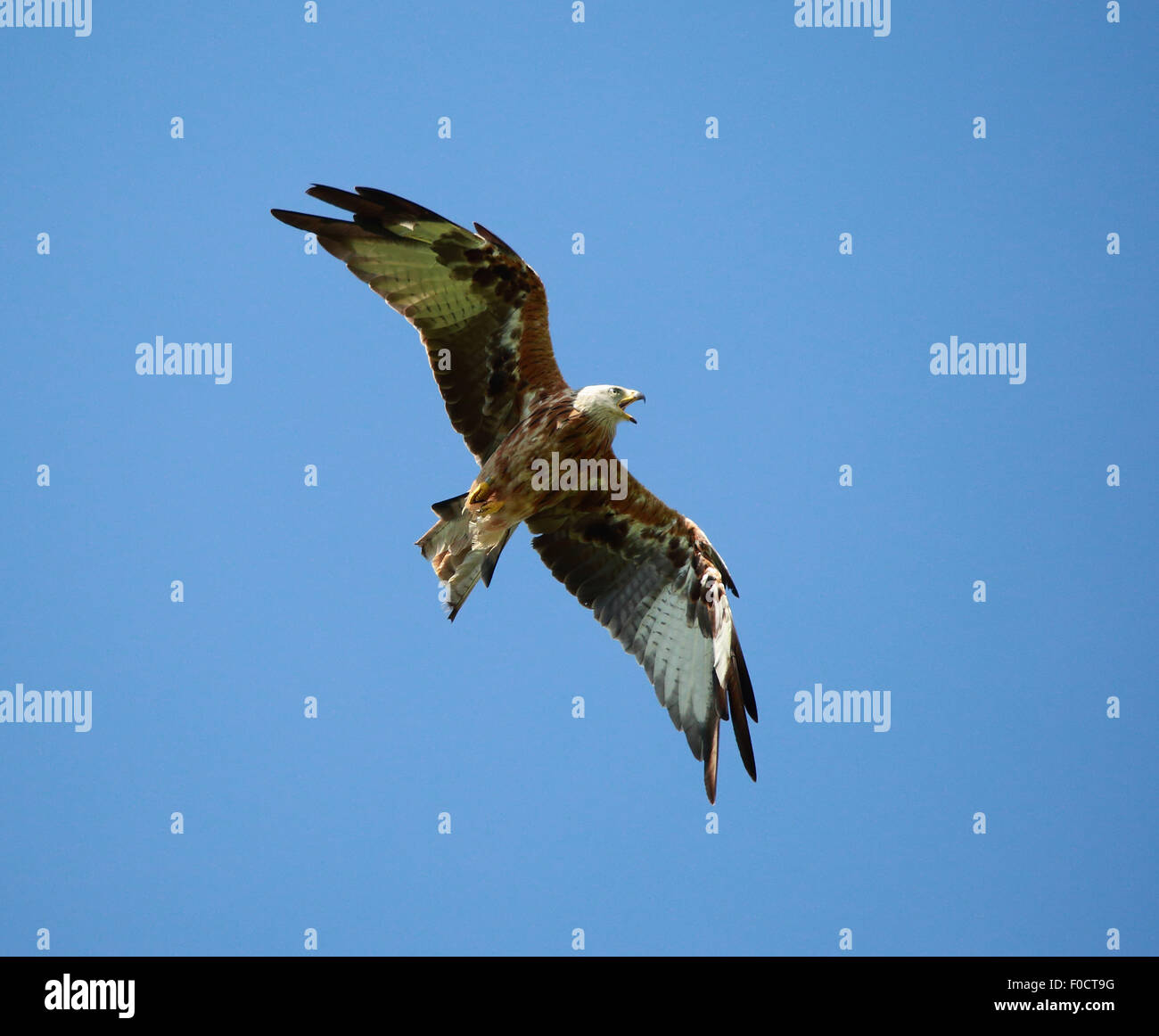 A calling Red Kite in flight against a blue sky Stock Photo - Alamy