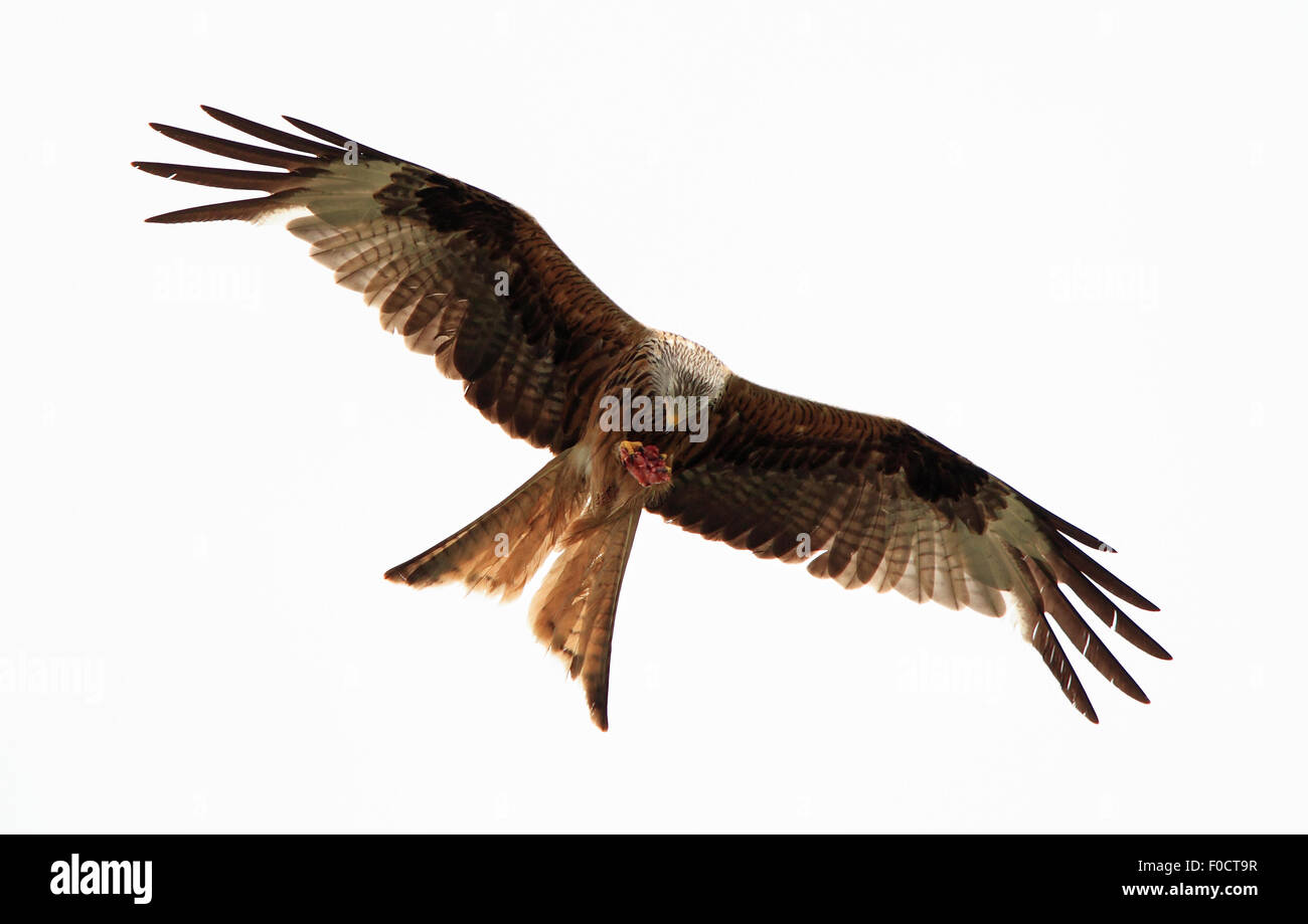 Red Kite in flight with food in its talons against a white sky Stock ...