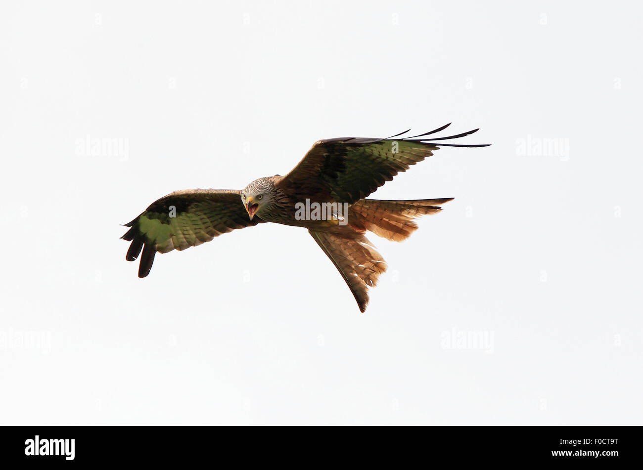 A calling Red Kite in flight against a white sky Stock Photo - Alamy