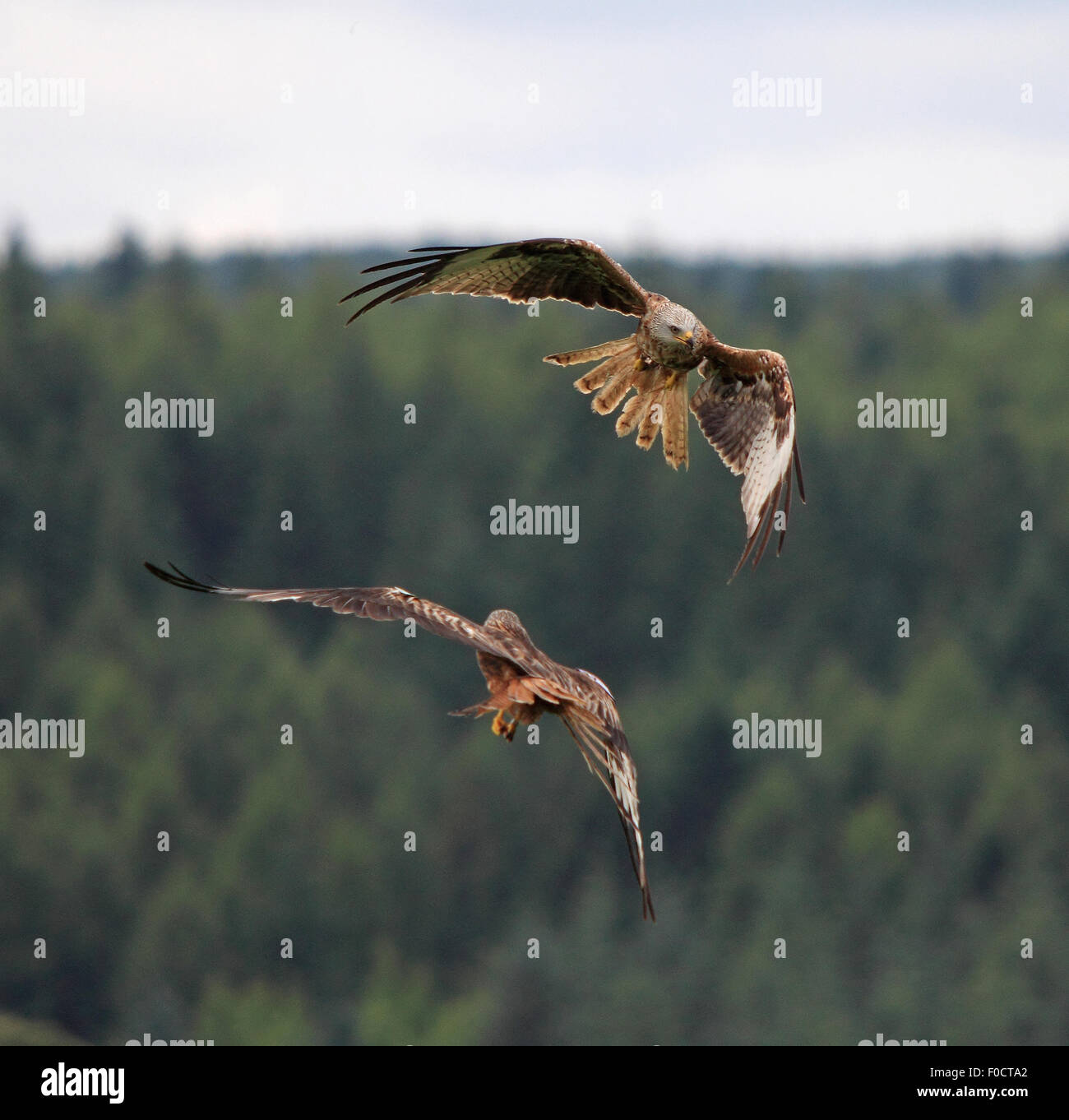 Hawk couple birds hi-res stock photography and images - Alamy