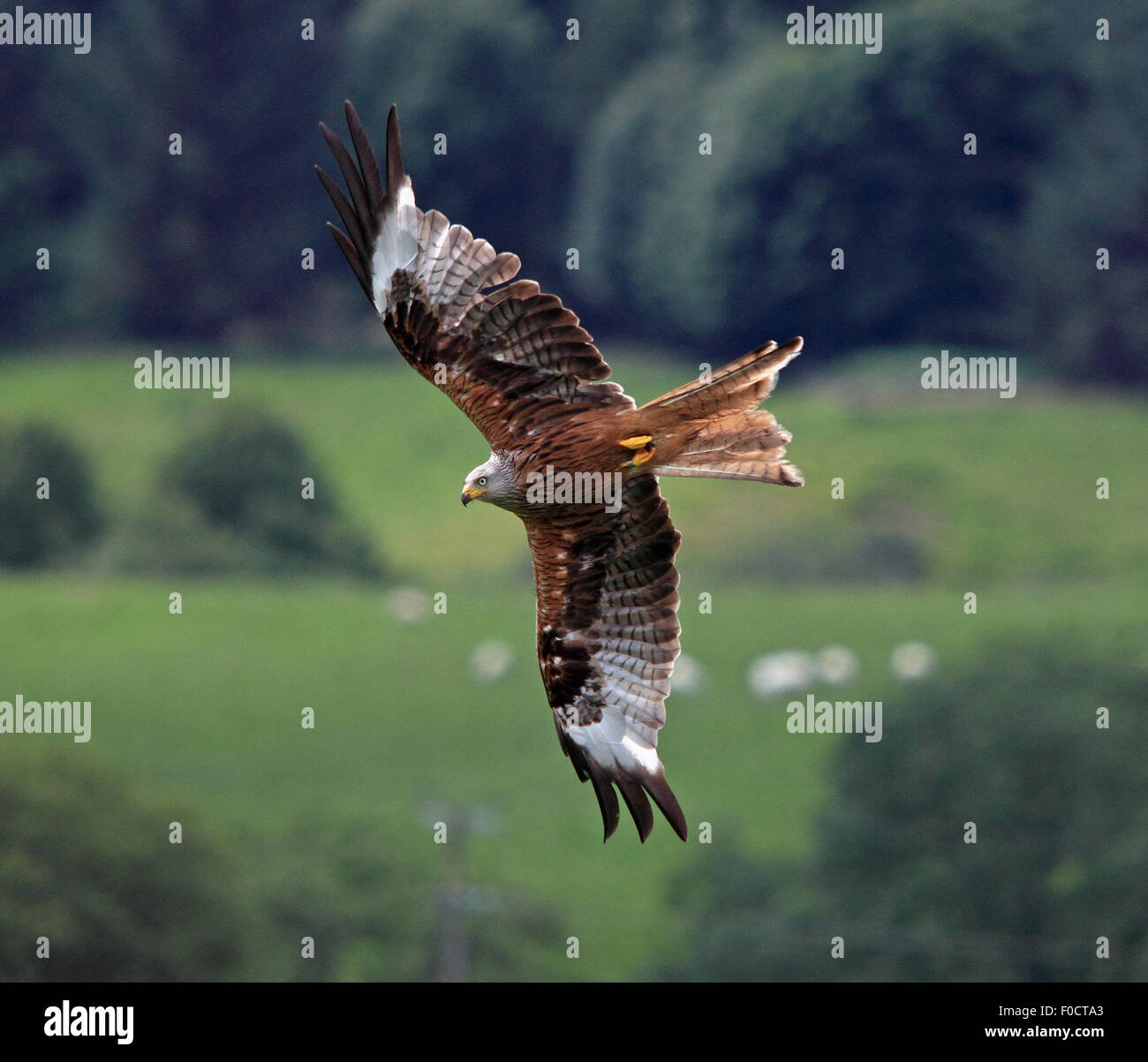 Red Kite in flight Stock Photo - Alamy