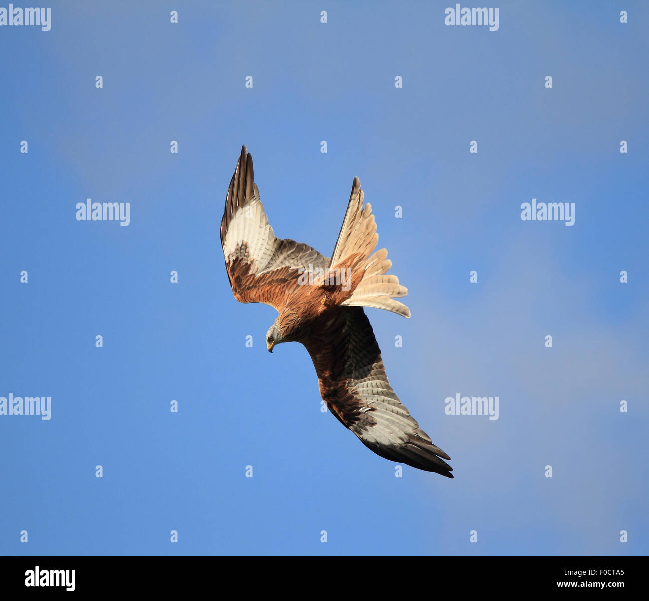 A diving Red Kite in flight Stock Photo - Alamy
