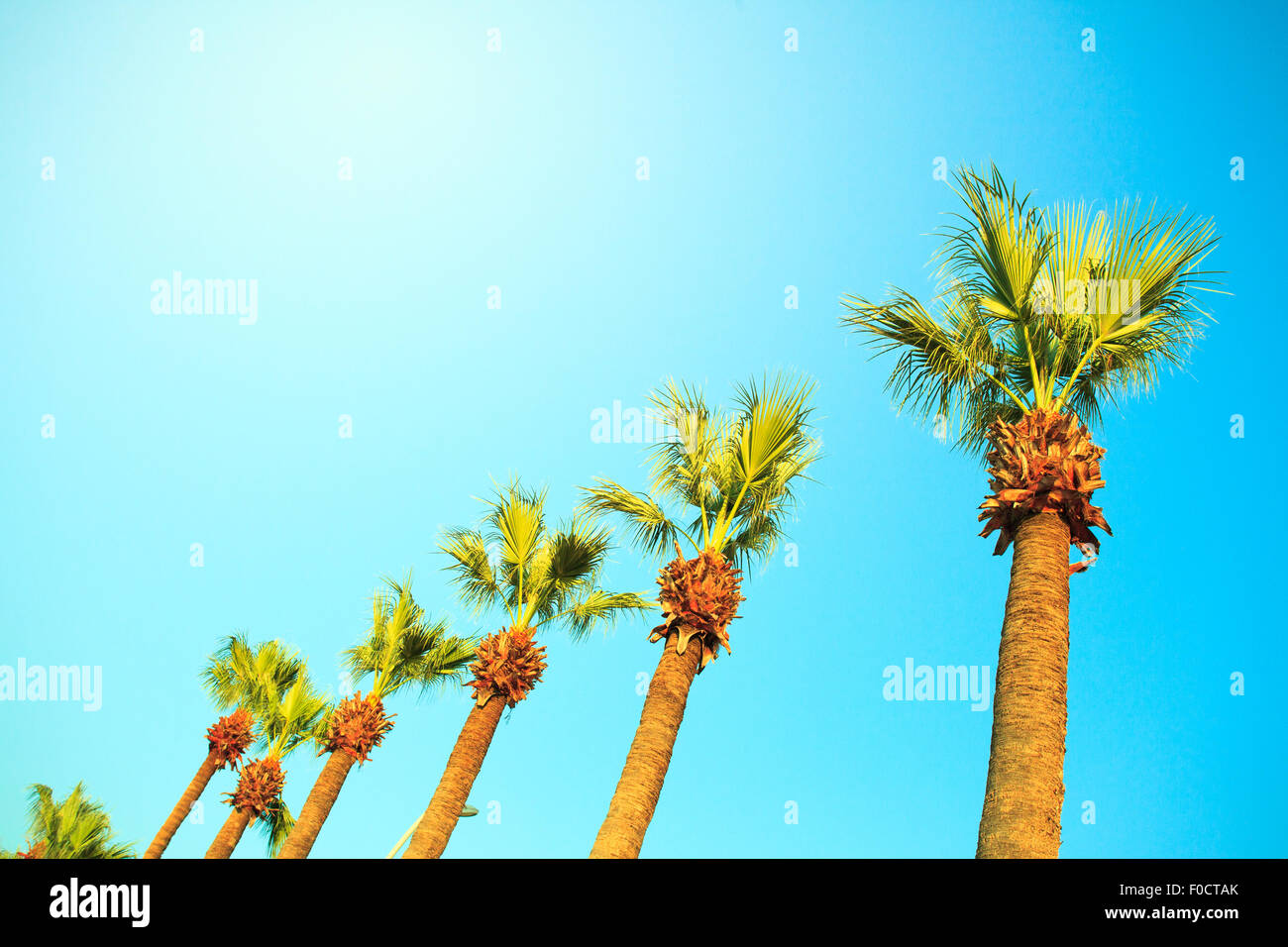 palm trees in a row Stock Photo - Alamy