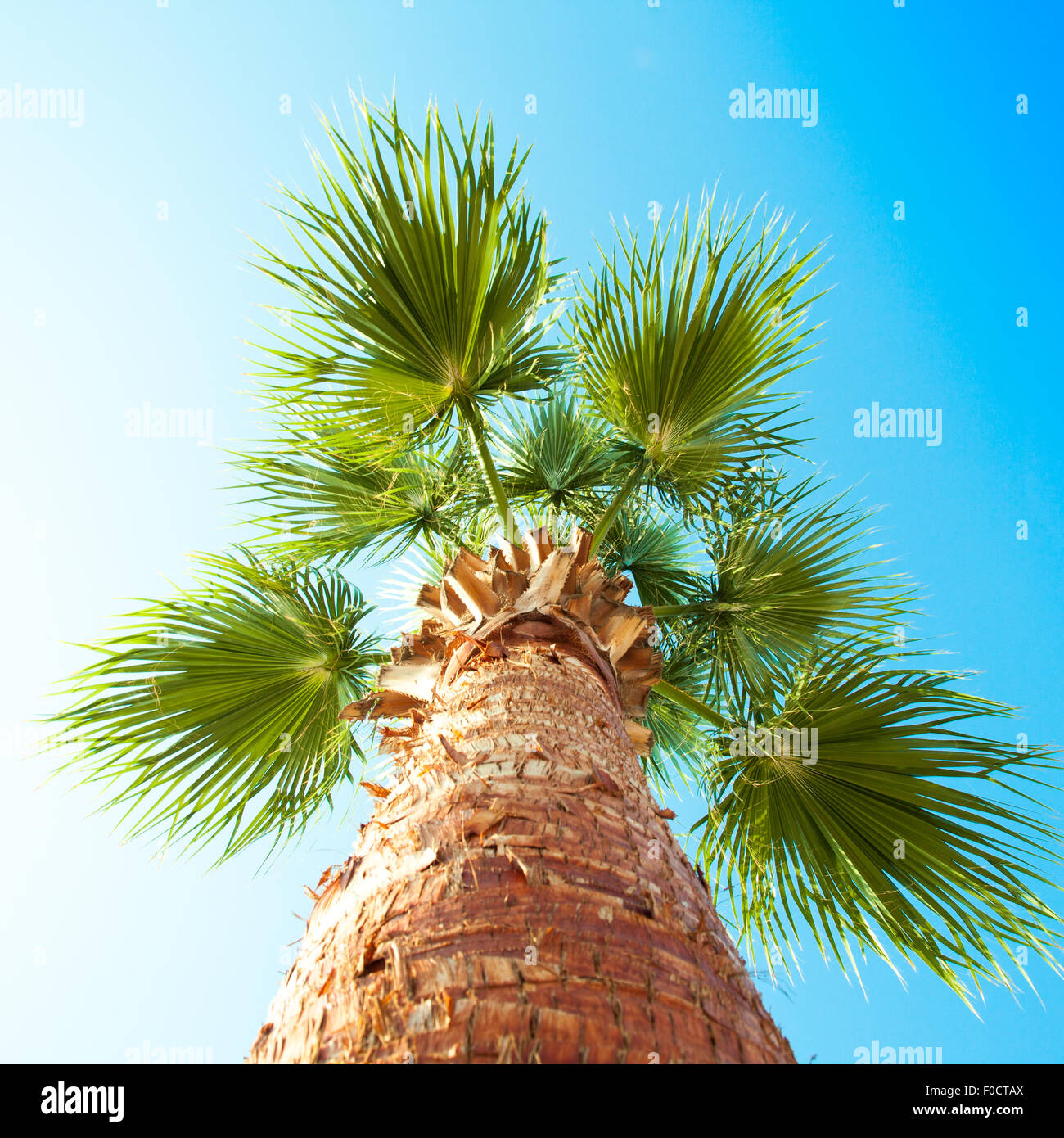 Palm tree from below photographed. Outdoor shot Stock Photo - Alamy