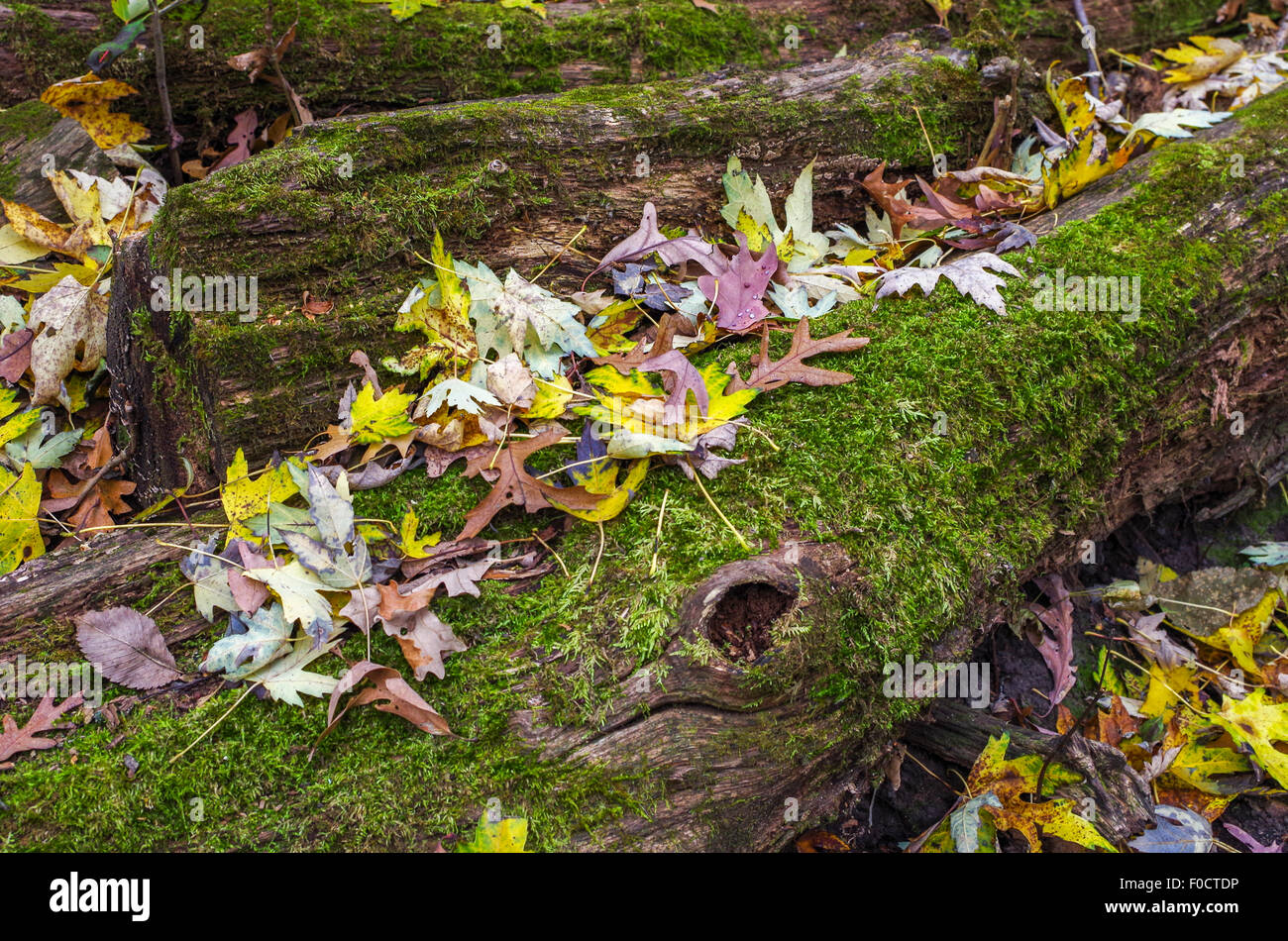 Fall leaves on a fallen log covered in moss in Lebanon Hills Regional ...