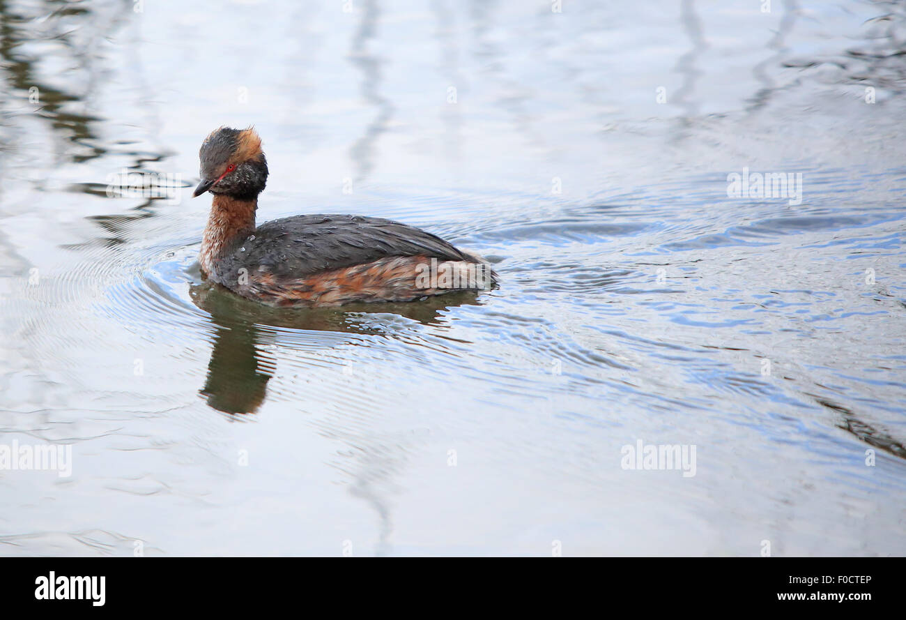 Slavonian Grebe, also known as Horned Grebe in water Stock Photo - Alamy