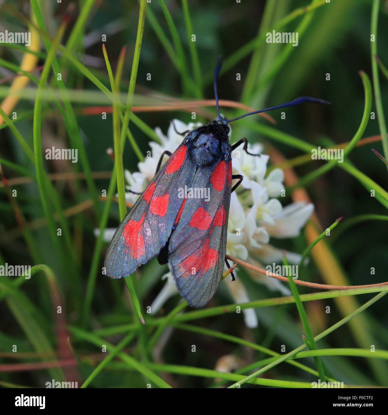 Six-spot Burnet Moth on a white flower Stock Photo - Alamy