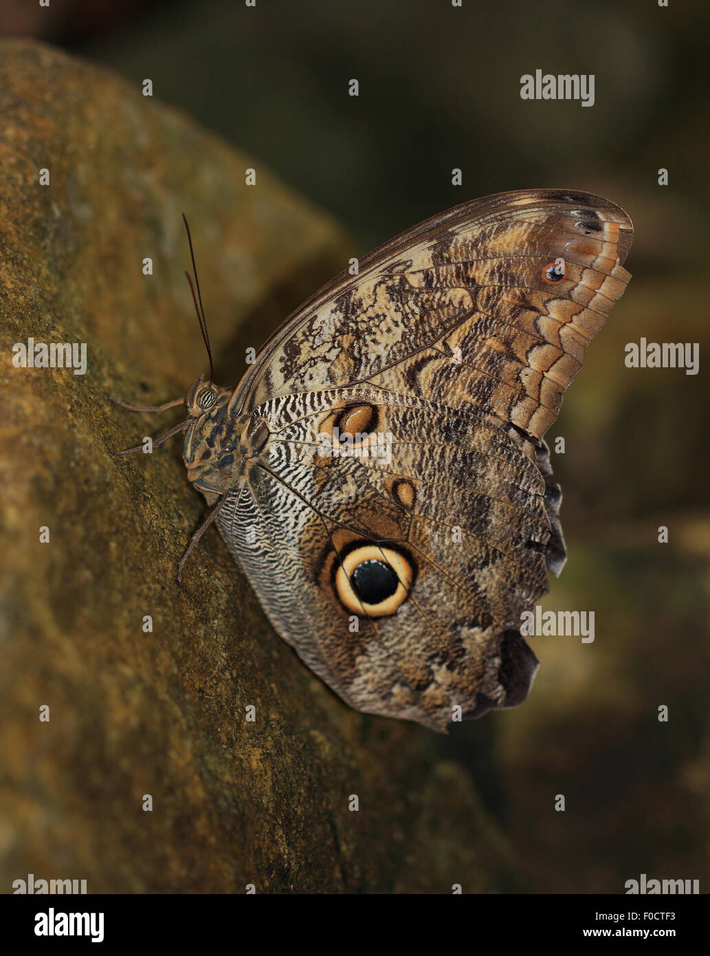 Close up of a beautiful tropical owl butterfly hi-res stock photography ...