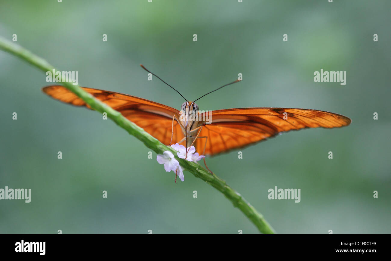 Flame longwing butterfly hi-res stock photography and images - Alamy