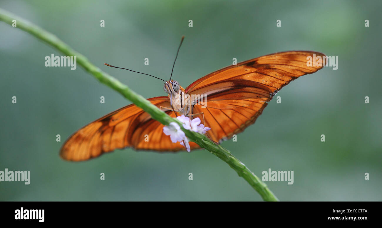Flame longwing butterfly hi-res stock photography and images - Alamy