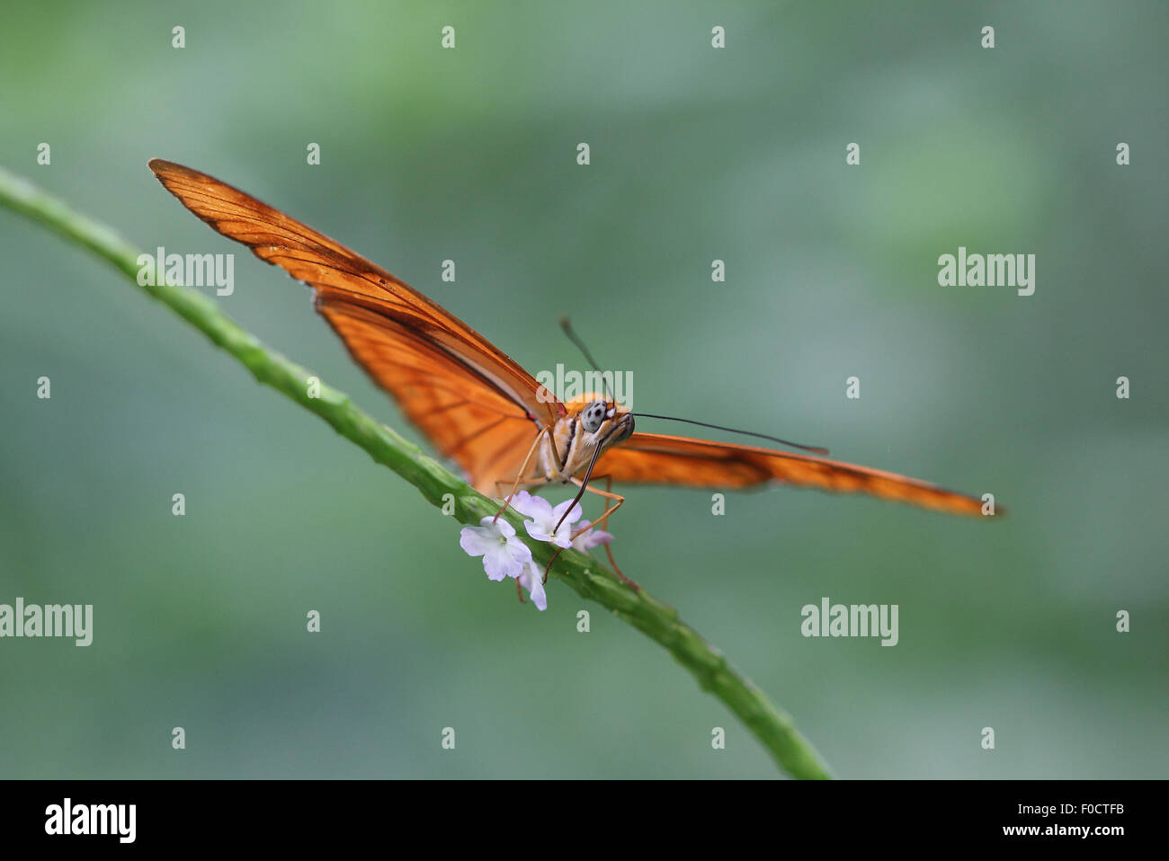 Flame butterfly hi-res stock photography and images - Alamy