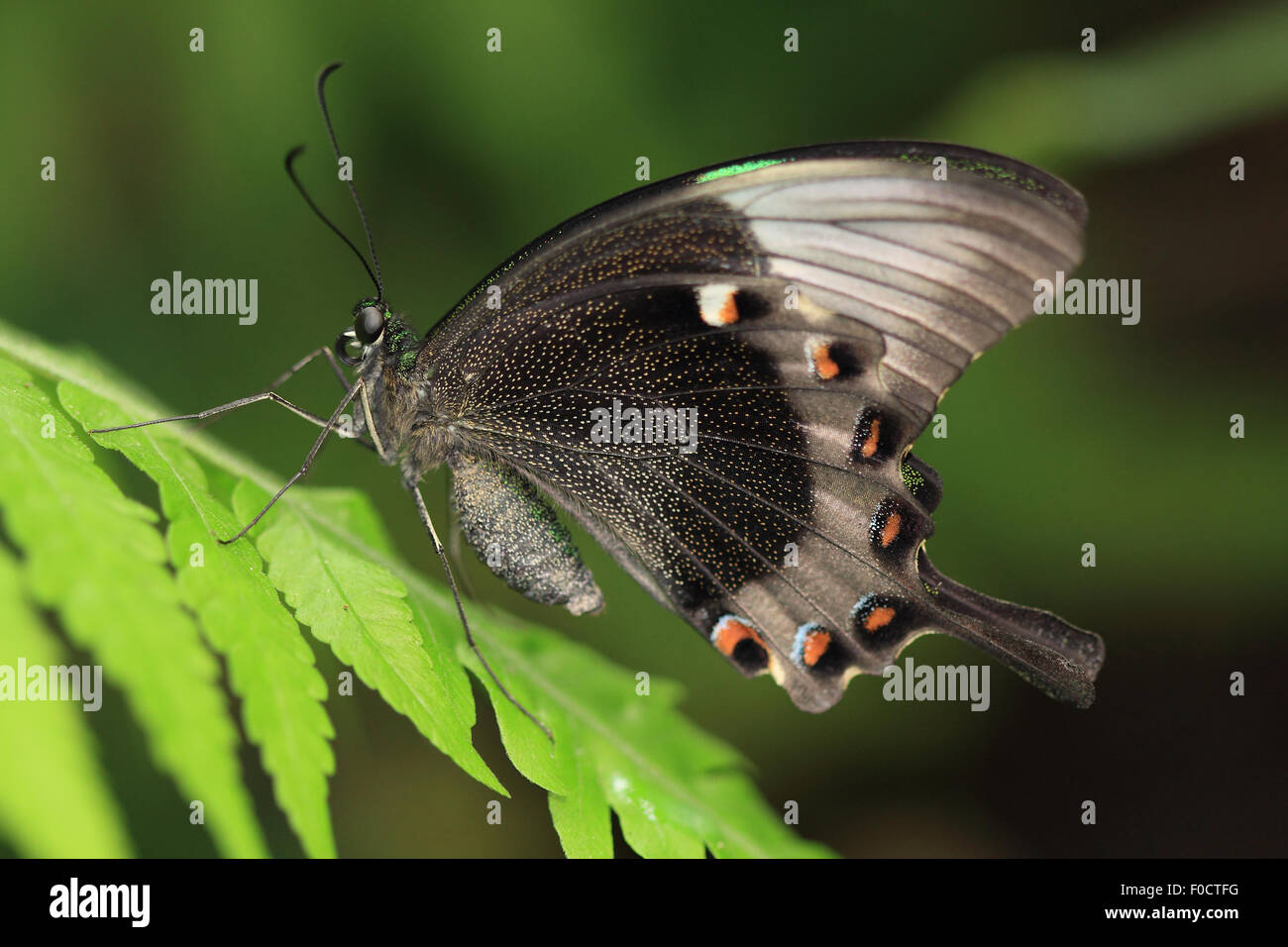 Papilio paris butterfly hi-res stock photography and images - Alamy