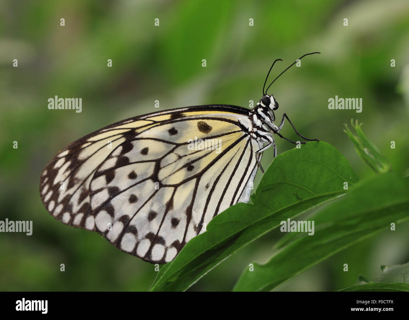 Tree Nymph Butterfly, also known as Malabar Tree-Nymph Butterfly on a ...