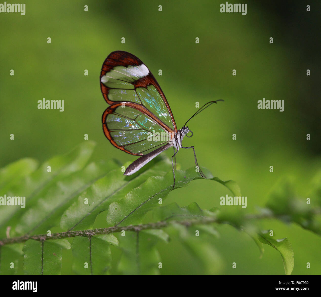 Glasswinged longwing butterfly hi-res stock photography and images - Alamy