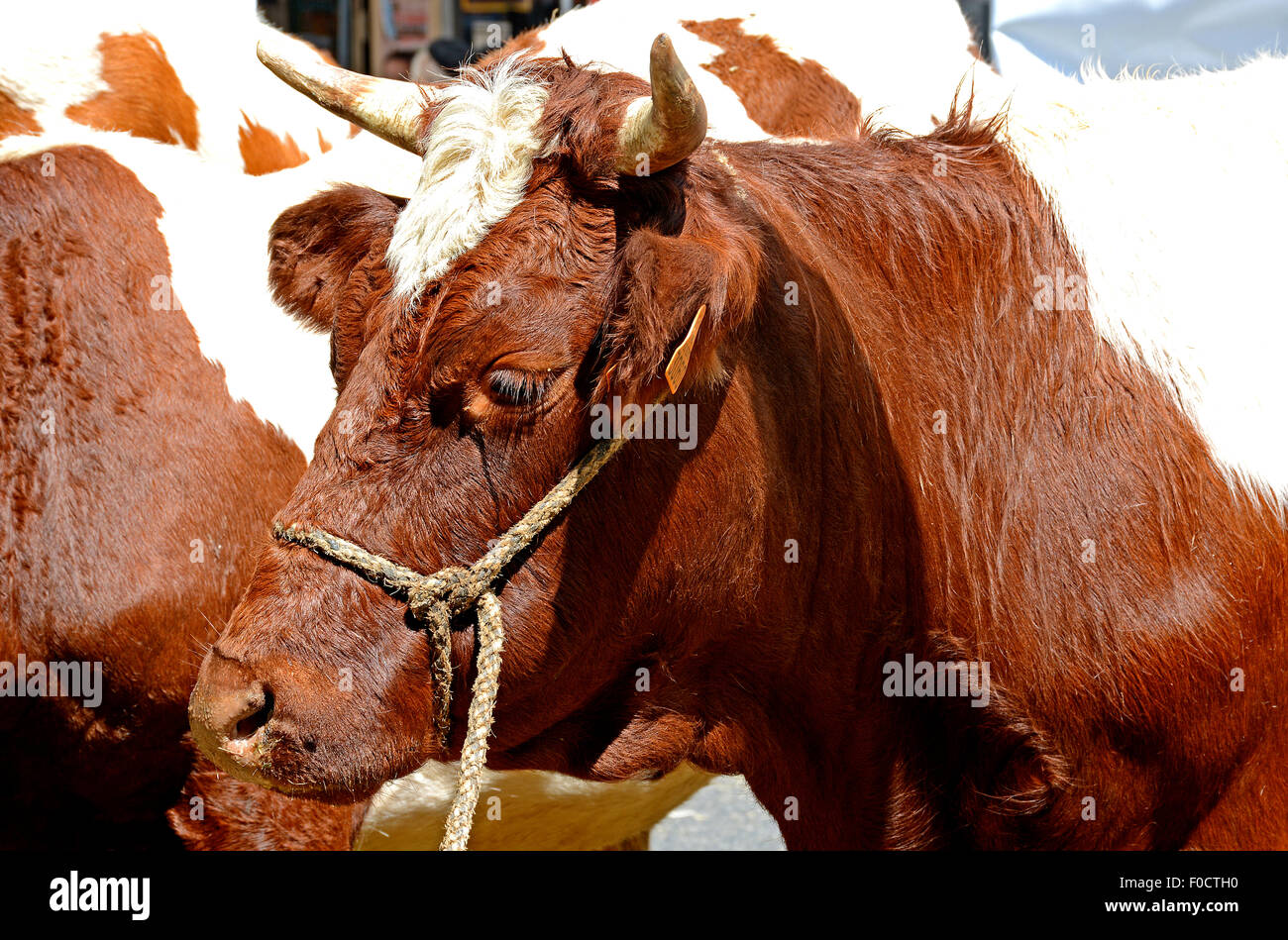 Ferrandaise cow hi-res stock photography and images - Alamy