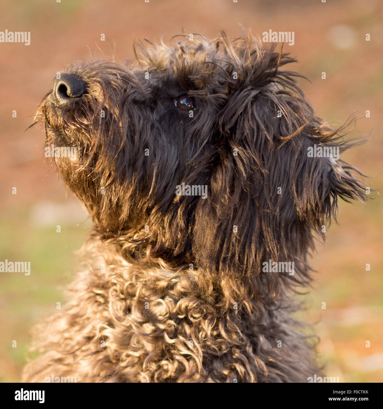 brown schnoodle dog in grassy park looking up Stock Photo - Alamy