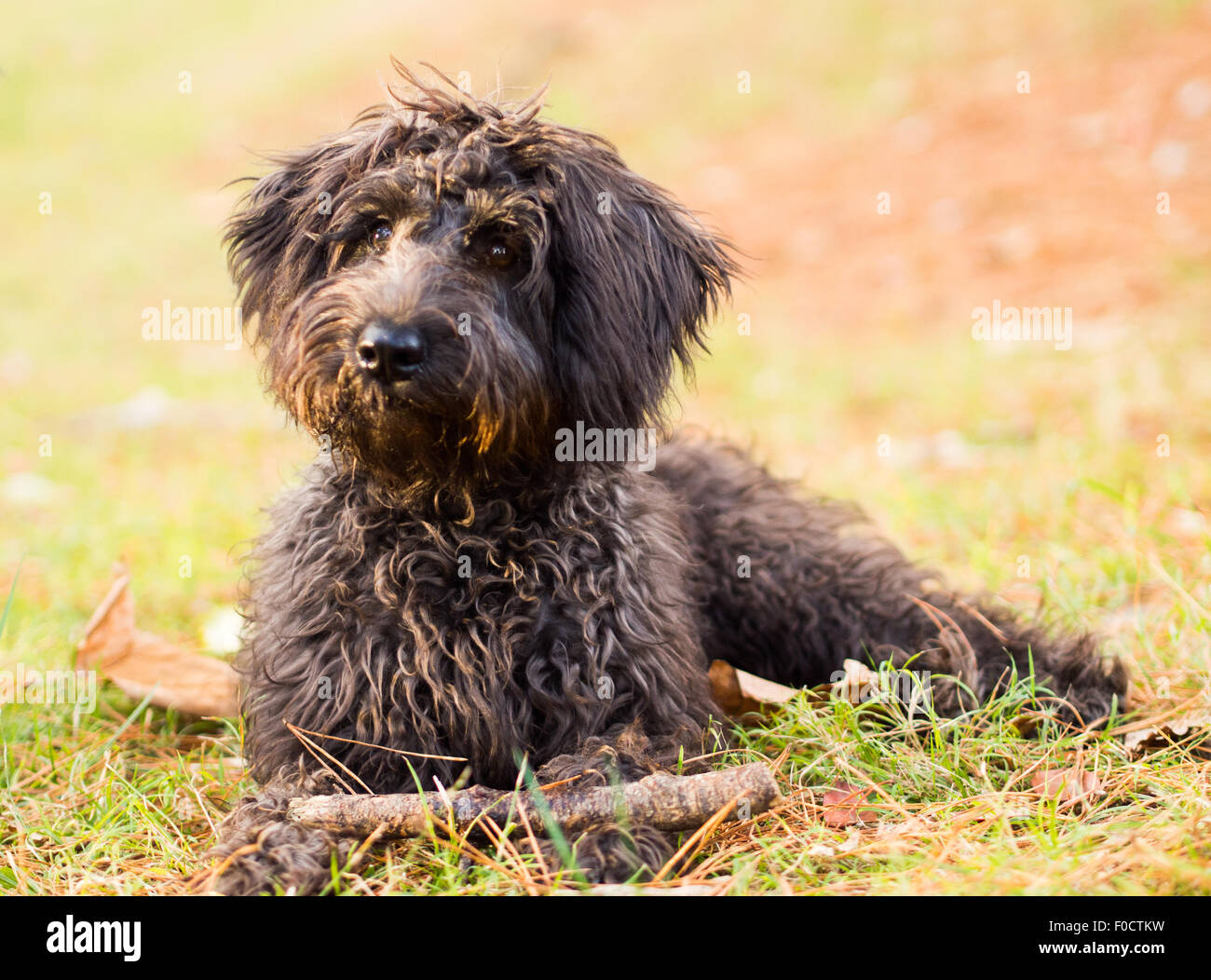 Snoodle brown dog lying in grass Stock Photo - Alamy