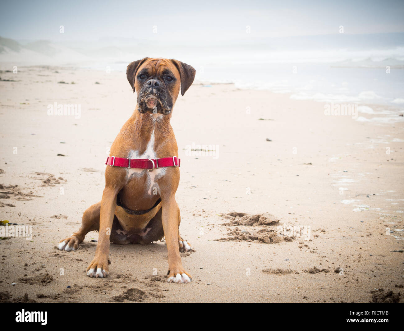 Boxer Dog on a misty beach Stock Photo - Alamy