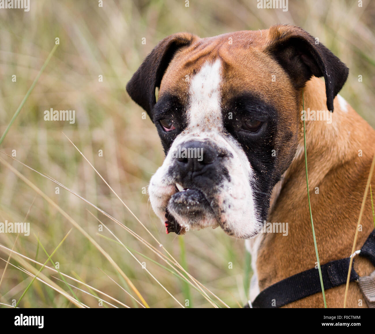 Boxer dog face close up hi-res stock photography and images - Alamy