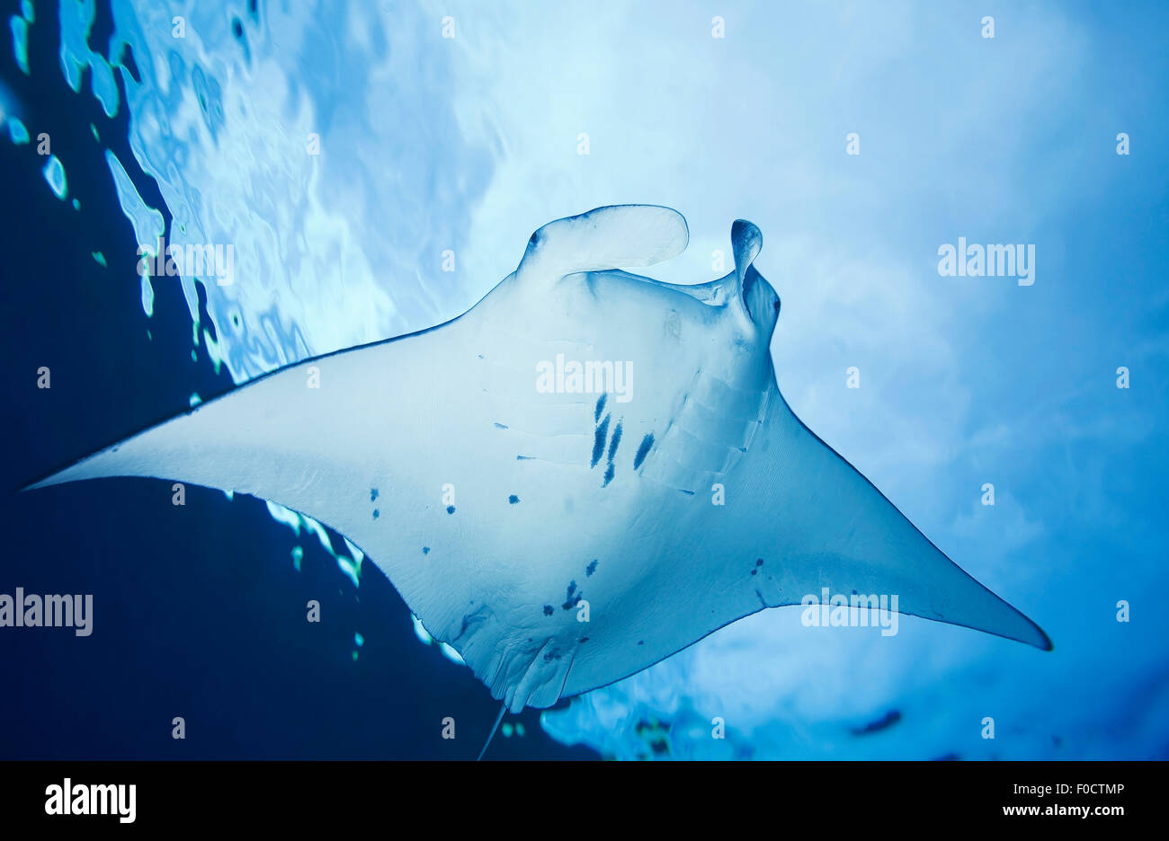 UNDER VIEW OF MANTA RAY SWIMMING CLOSE TO SURFACE Stock Photo - Alamy