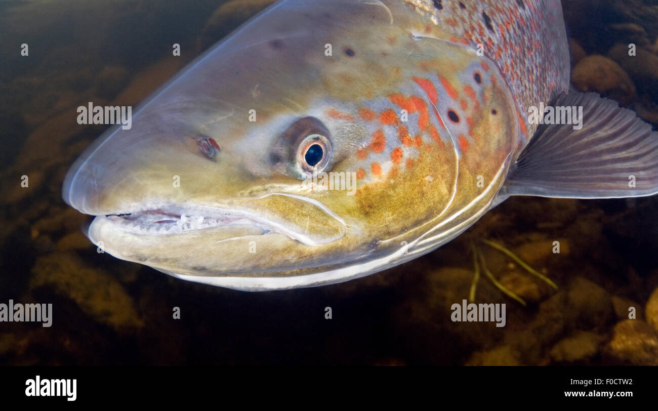 Atlantic salmon (Salmo salar) female, River Orkla, Norway, September ...