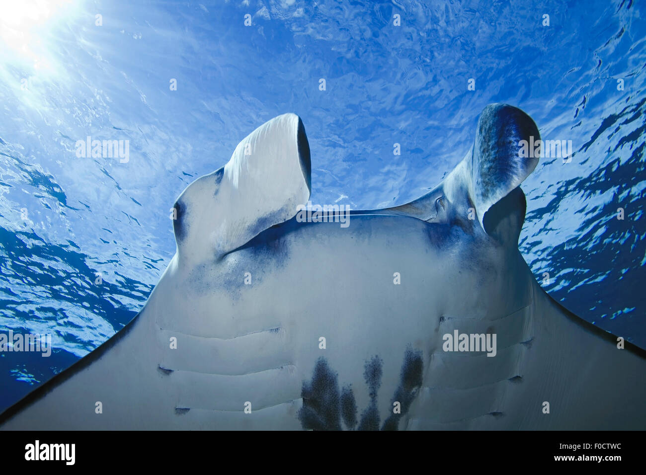 CLOSE-UP UNDER REAR VIEW OF MANTA RAY Stock Photo - Alamy