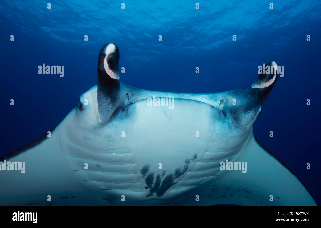 close-up view of manta ray swimming on blue water Stock Photo - Alamy