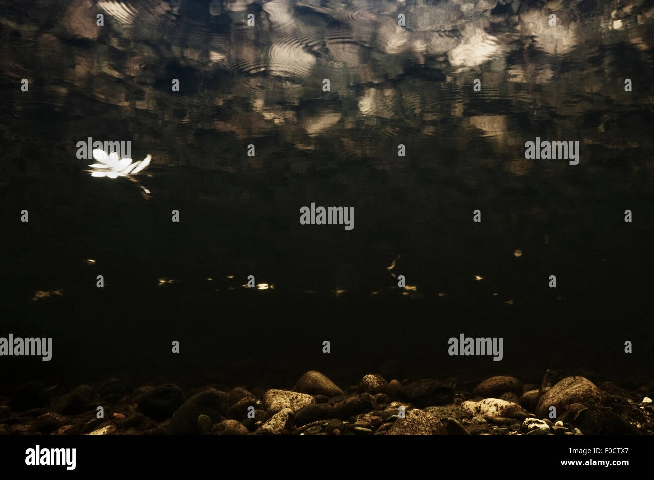 Looking up river underwater hi-res stock photography and images - Alamy