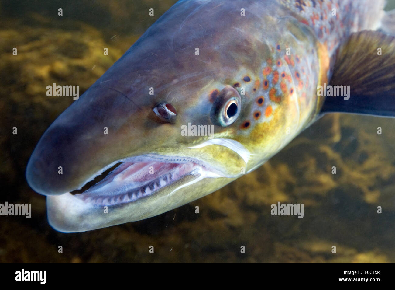 Atlantic salmon underwater hi-res stock photography and images - Alamy