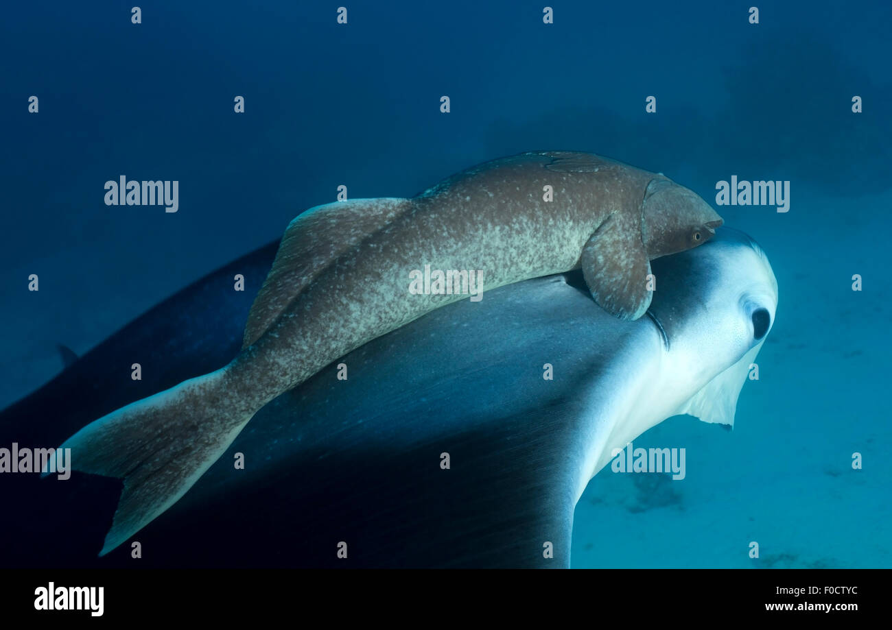 CLOSE-UP VIEW OF MANTA RAY WITH REMORA Stock Photo - Alamy