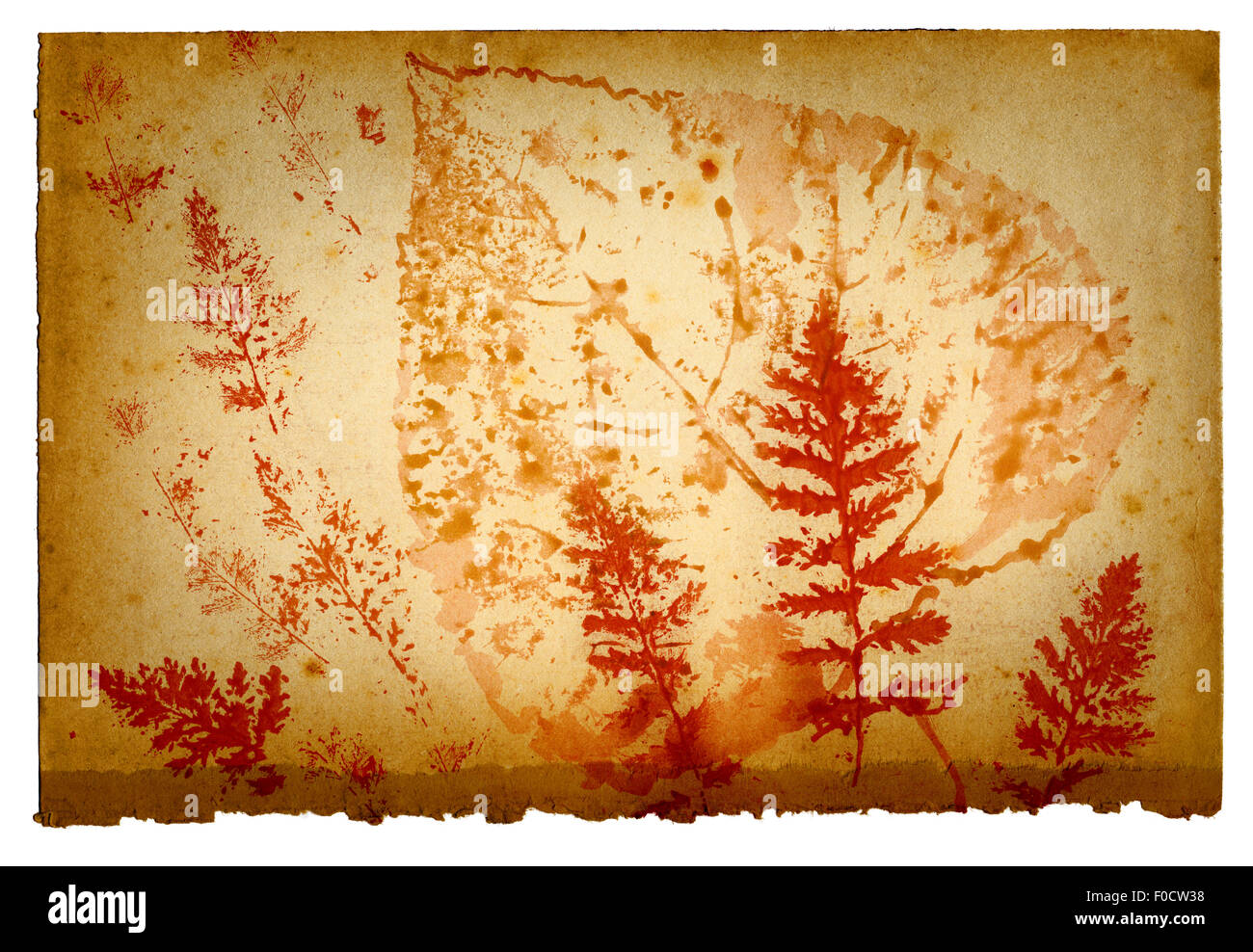 Leaf shapes on old paper sheet Stock Photo - Alamy