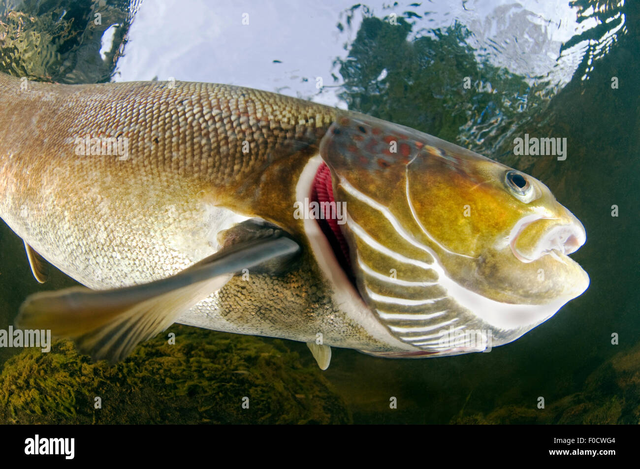 Atlantic salmon (Salmo salar) with gills visible, River Orkla, Norway ...