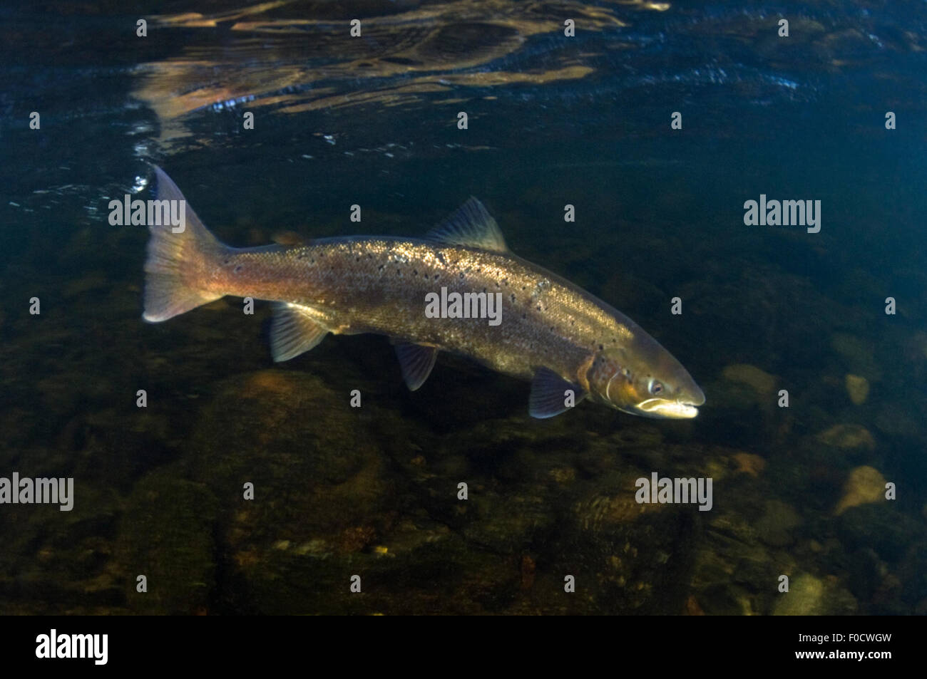 Atlantic salmon (Salmo salar) female, River Orkla, Norway, September ...