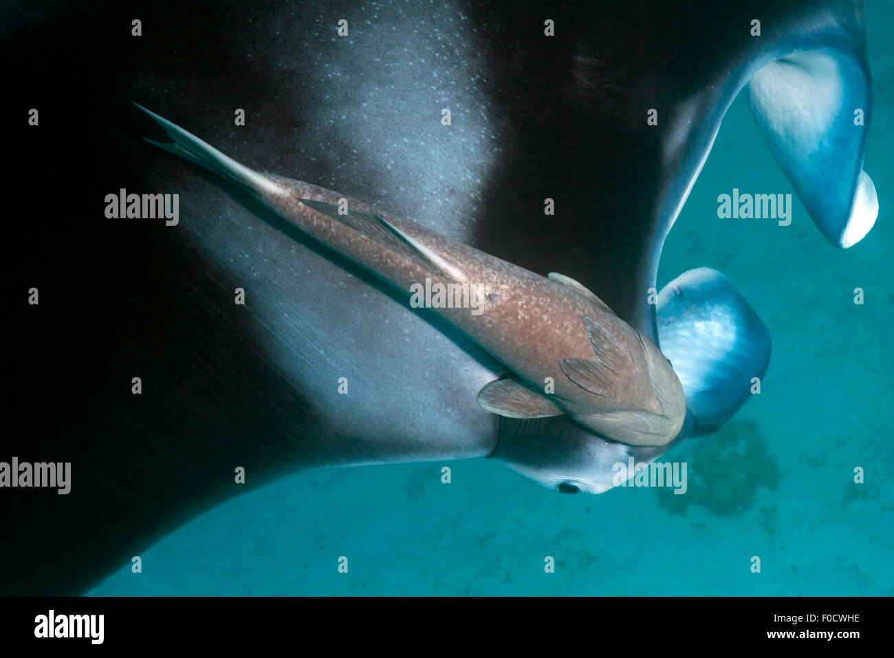 Manta rays close up hi-res stock photography and images - Alamy