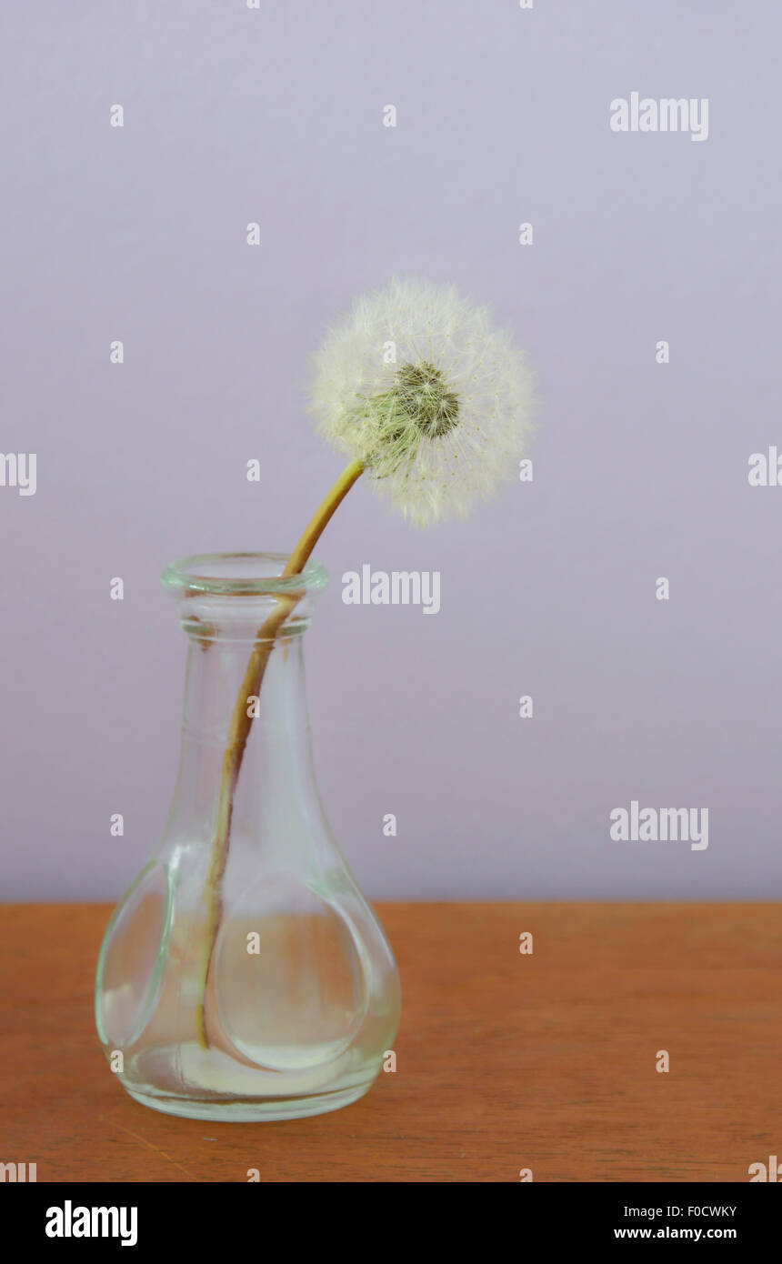 Dandelion in Glass Vase Stock Photo - Alamy