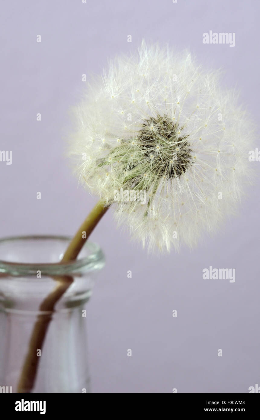 Dandelion in Glass Vase Stock Photo - Alamy