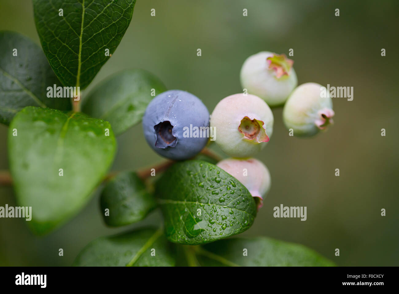 Antitoxidant hi-res stock photography and images - Alamy